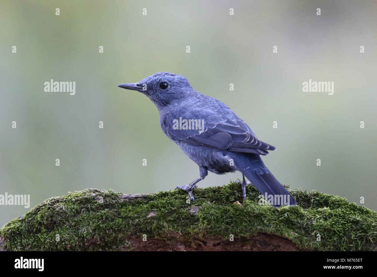 blue rock thrush Stock Photo - Alamy