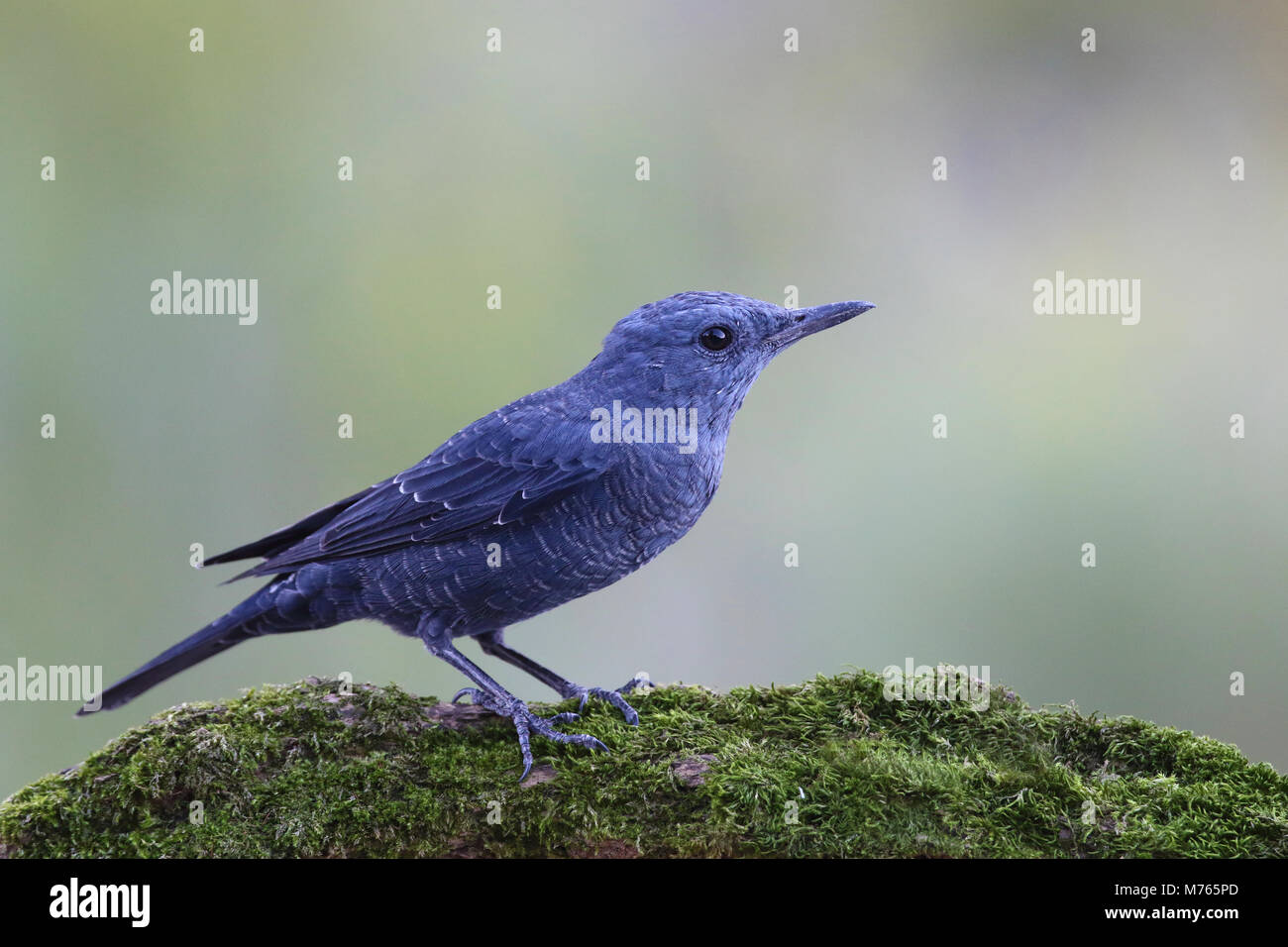 Blue rock thrush hi-res stock photography and images - Alamy