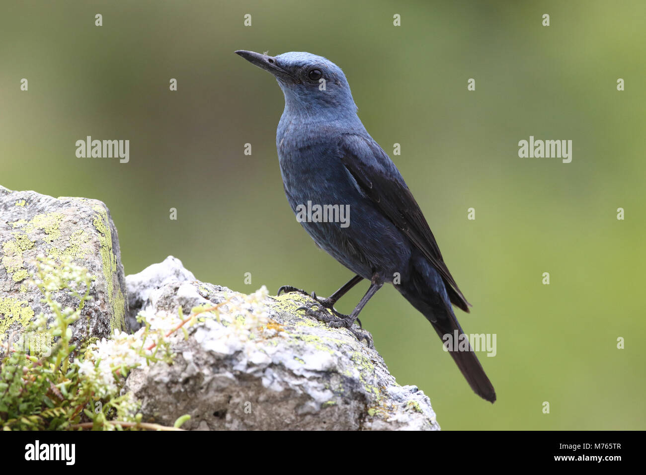 blue rock thrush Stock Photo - Alamy