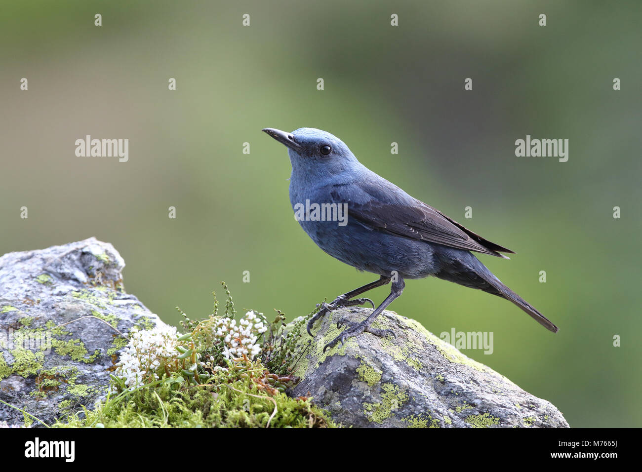 blue rock thrush Stock Photo - Alamy