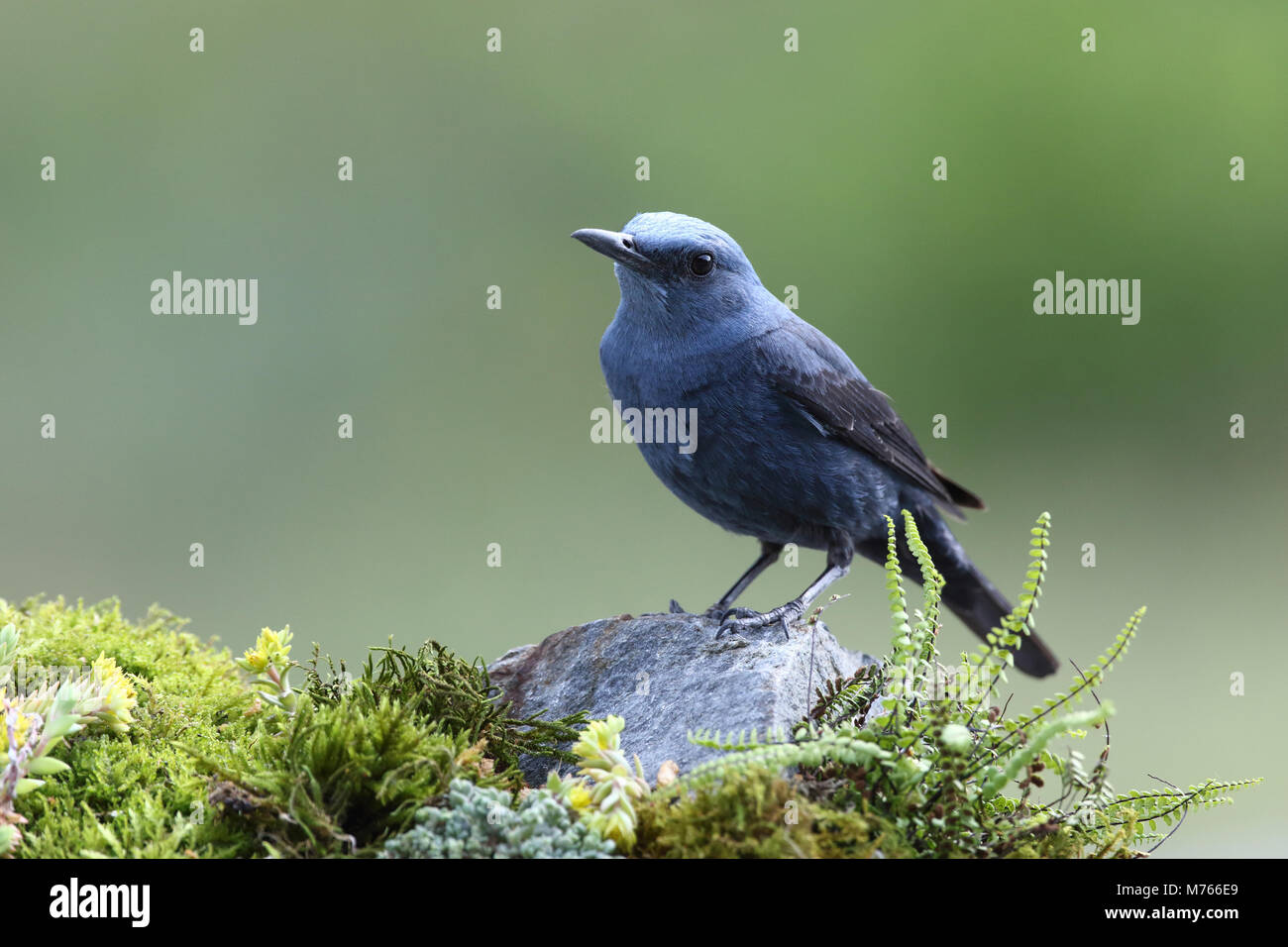 blue rock thrush Stock Photo - Alamy
