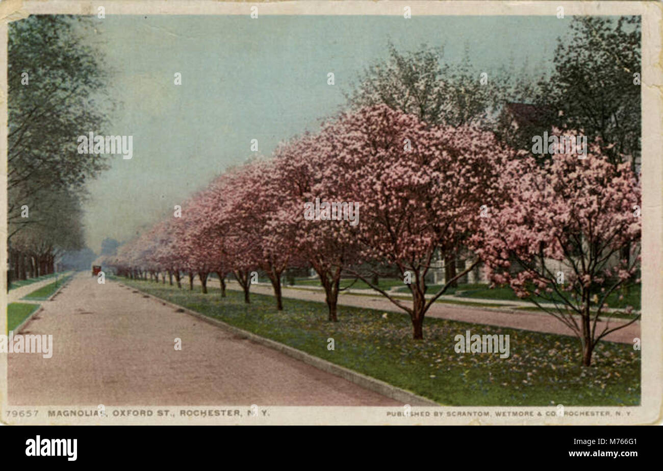 A scene featuring magnolia trees along Oxford Street, highlighting the ...