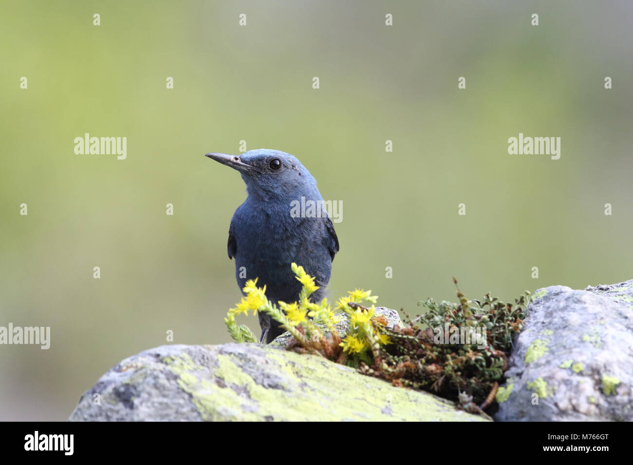 blue rock thrush Stock Photo - Alamy