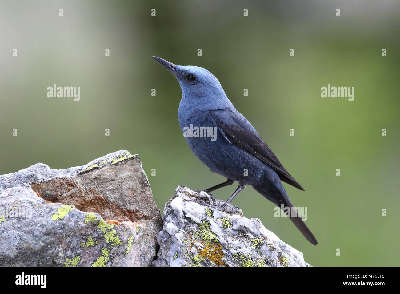 blue rock thrush Stock Photo - Alamy