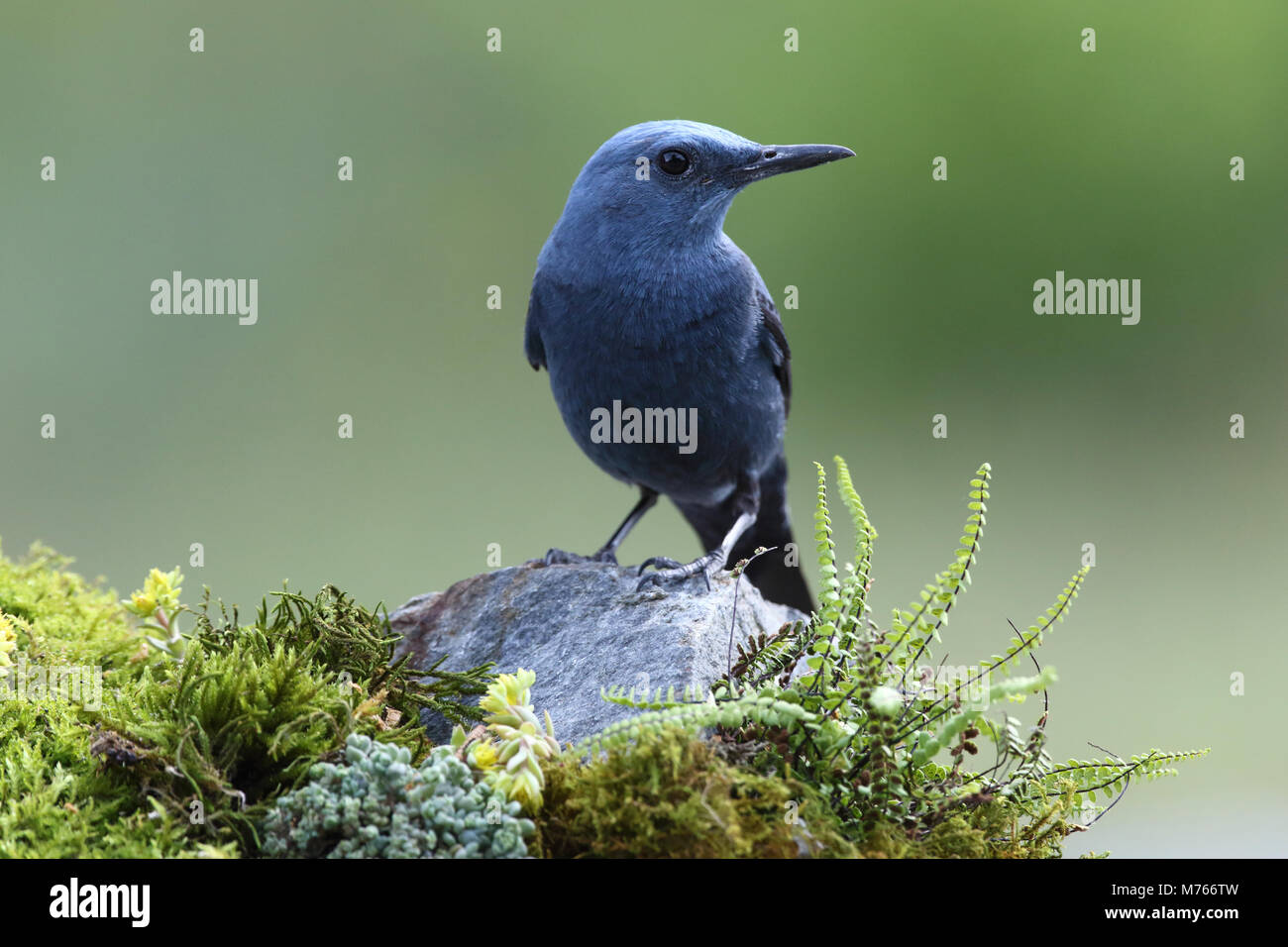 blue rock thrush Stock Photo - Alamy