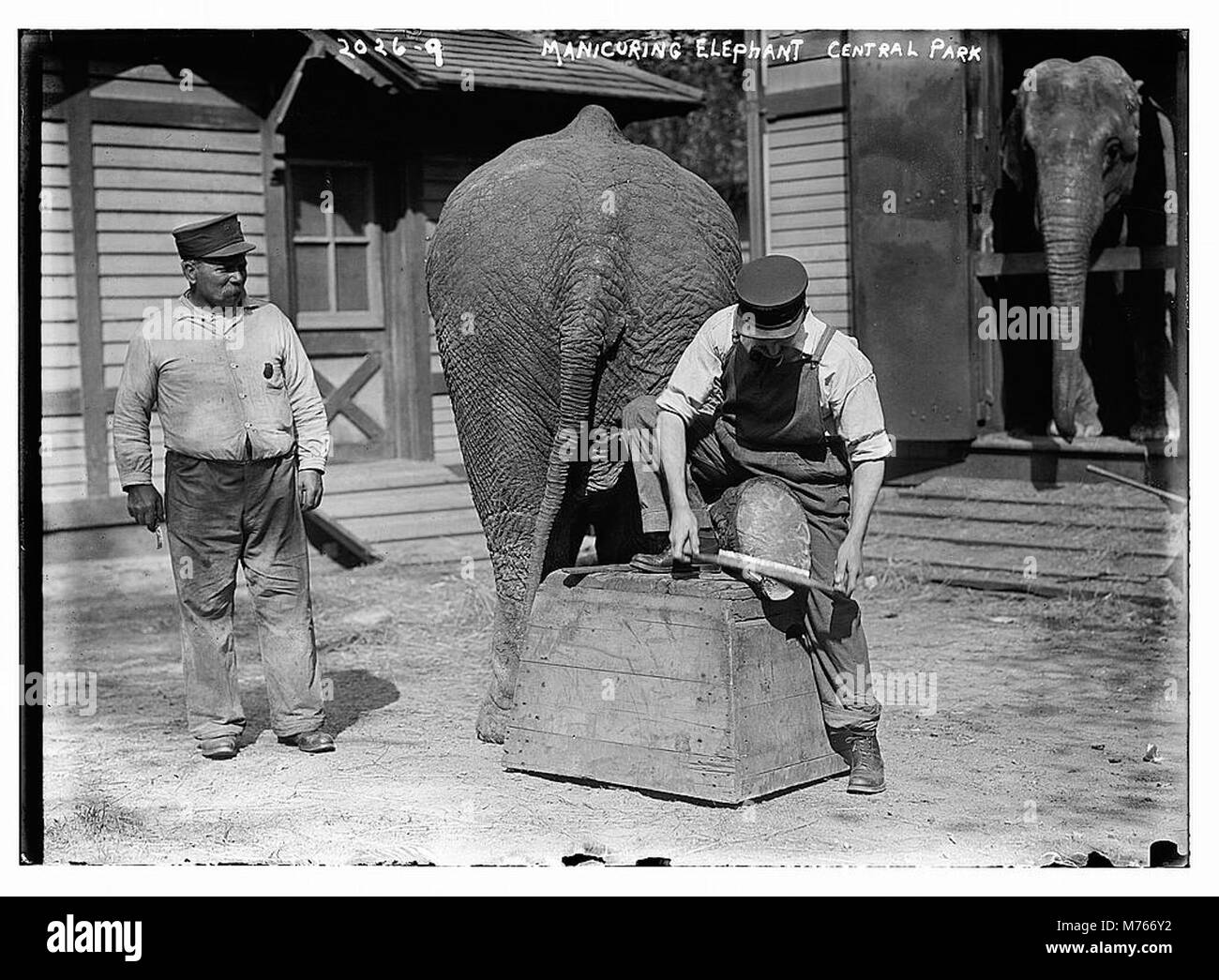 A circa 1900 photograph showing an elephant receiving grooming care at ...