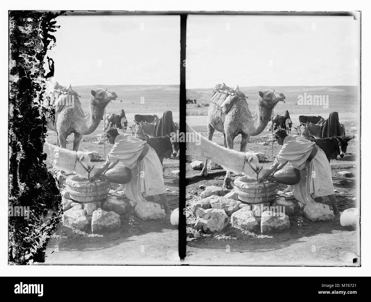 A photograph of a man providing water to a camel, capturing a moment of ...