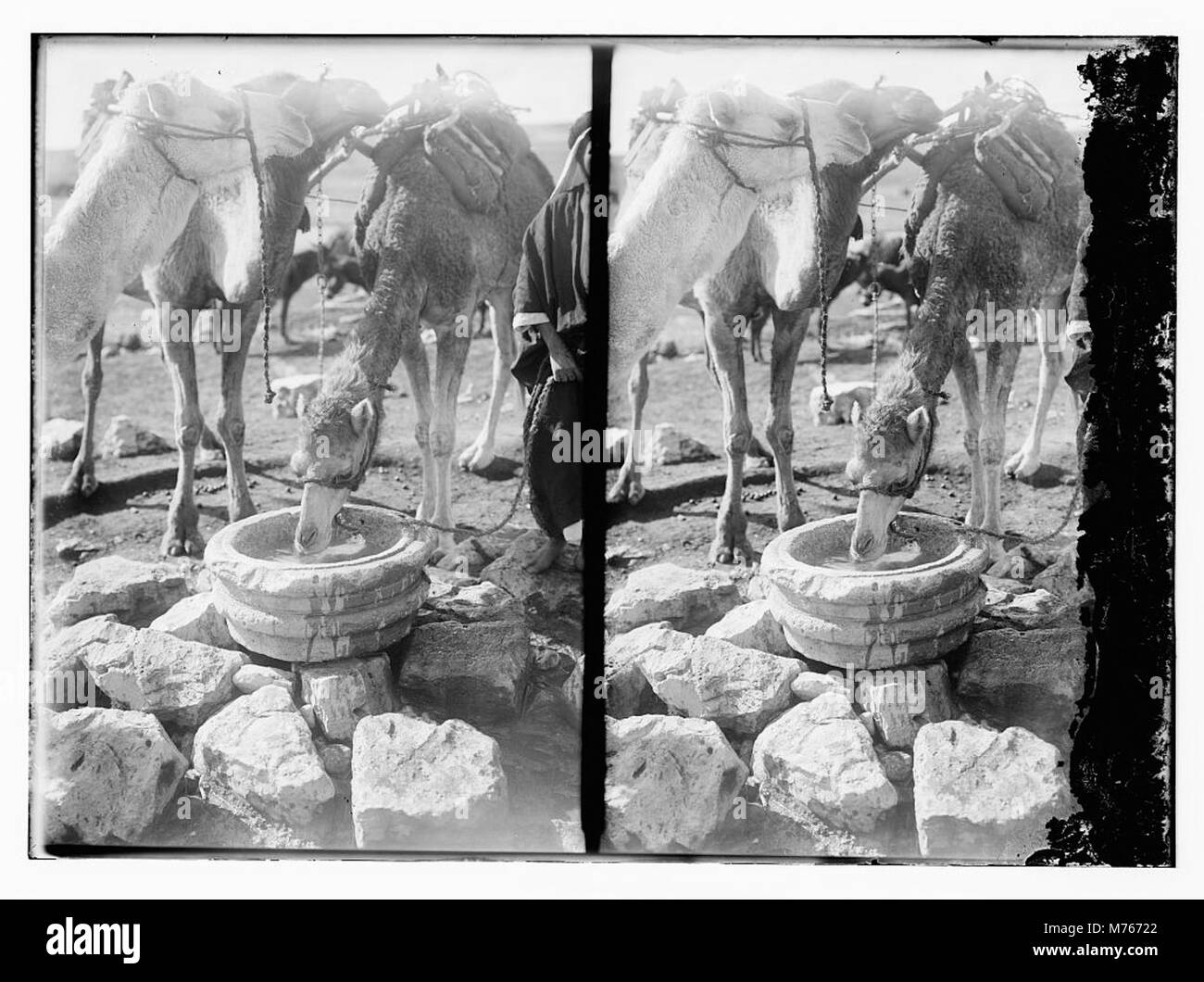 This image depicts a man providing water to a camel, highlighting the ...