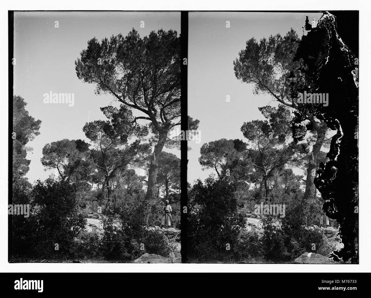 Person standing next to tree Black and White Stock Photos & Images - Alamy