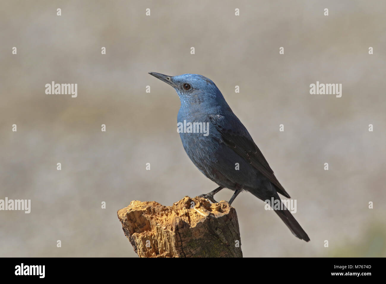 blue rock thrush Stock Photo - Alamy