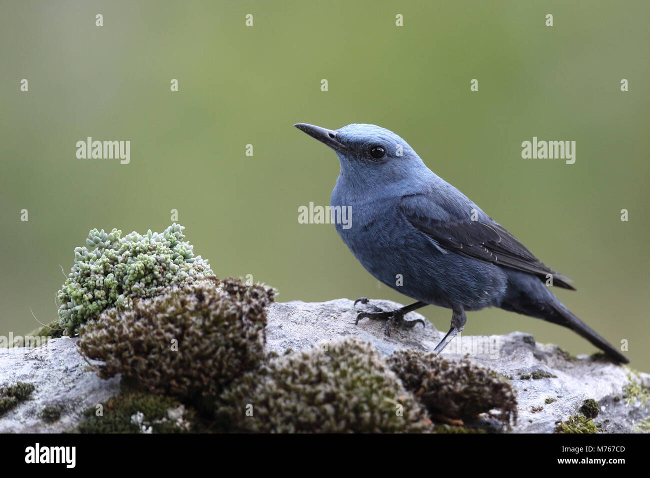 blue rock thrush Stock Photo - Alamy