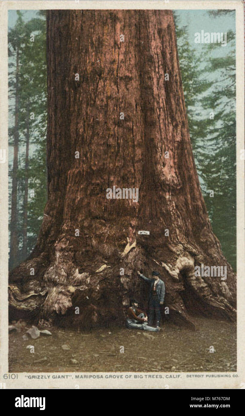 The Grizzly Giant, a giant sequoia tree located in Mariposa Grove ...