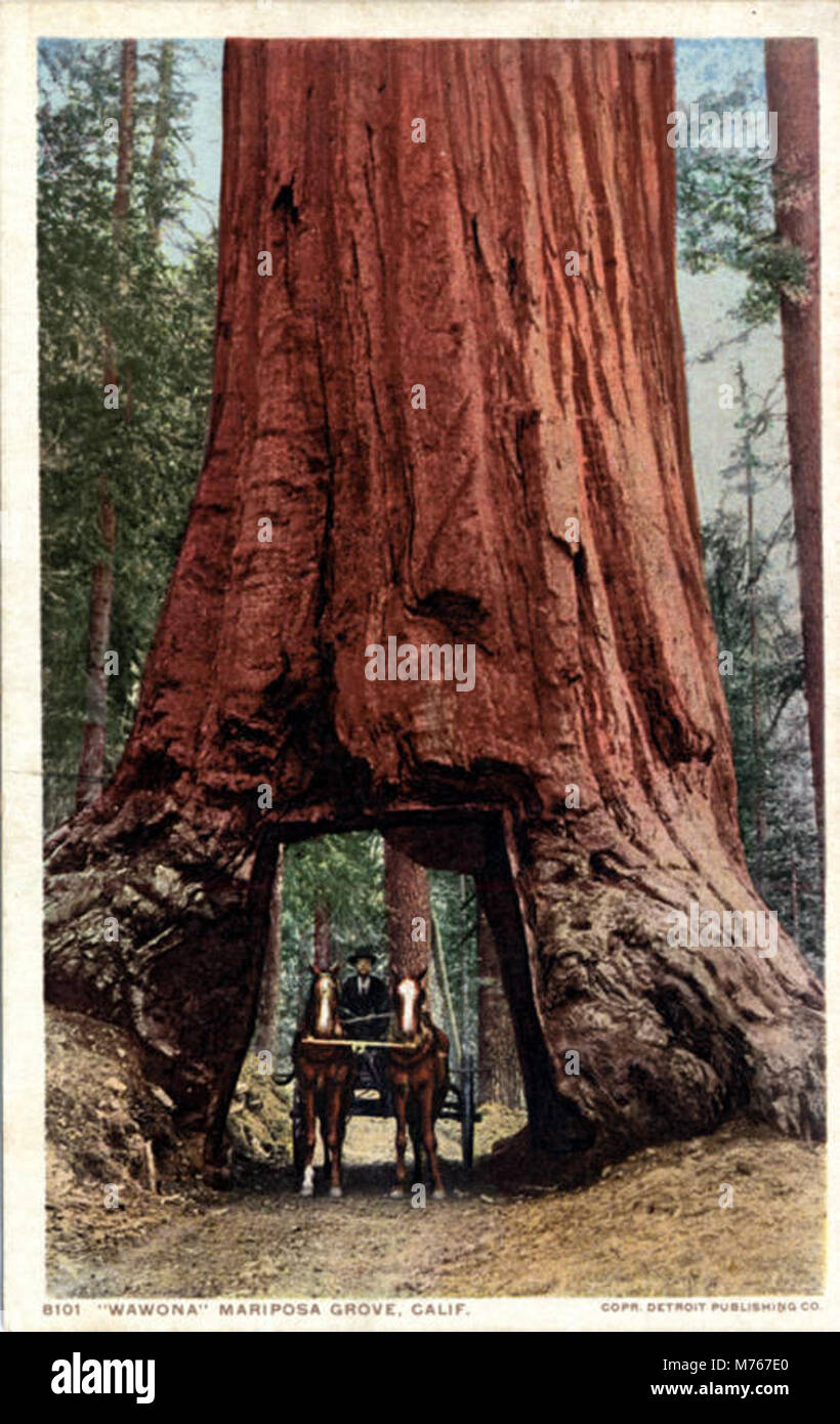 Wawona tree in mariposa hi-res stock photography and images - Alamy