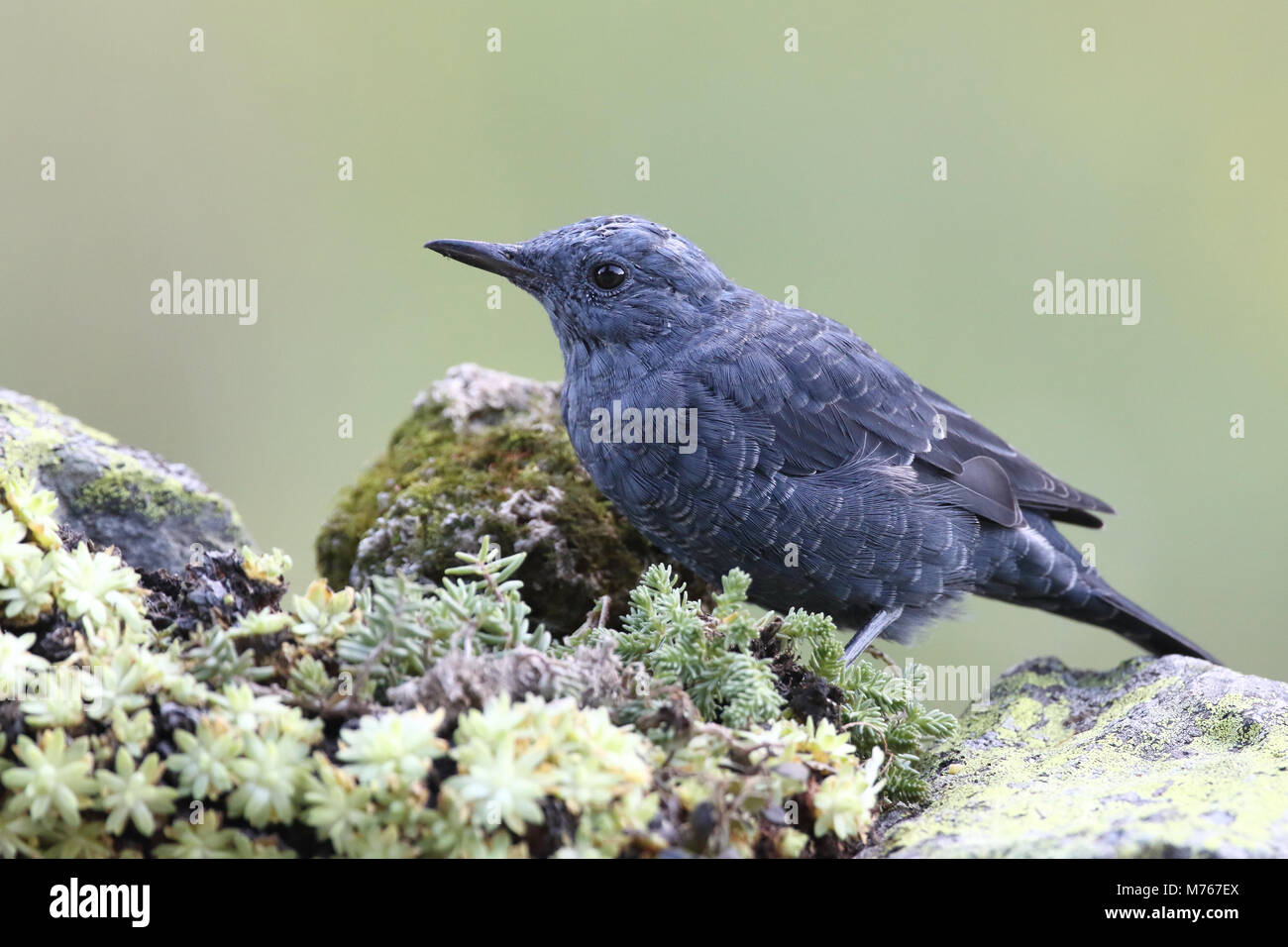 blue rock thrush Stock Photo - Alamy