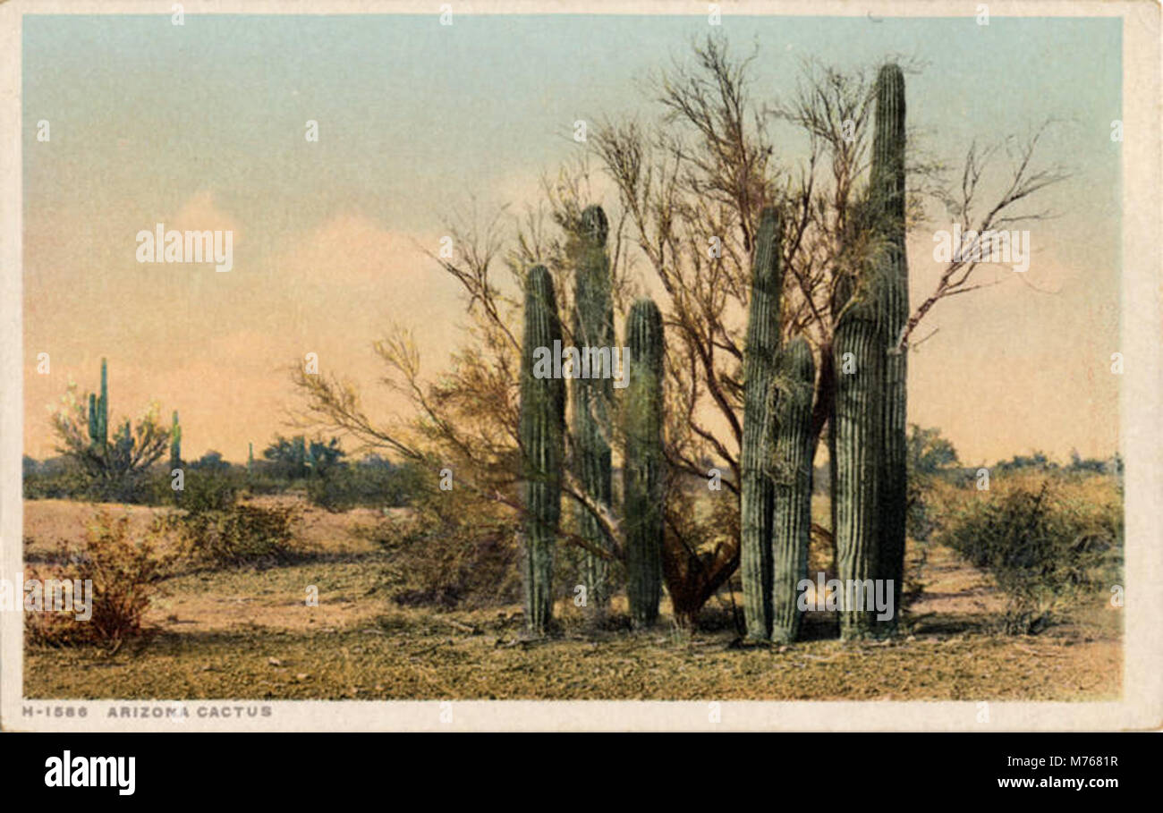 This image features a cactus native to Arizona. Cacti are iconic plants ...