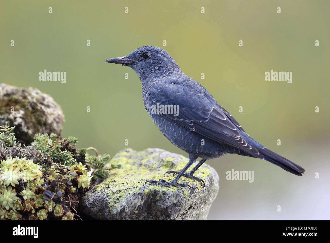 blue rock thrush Stock Photo - Alamy
