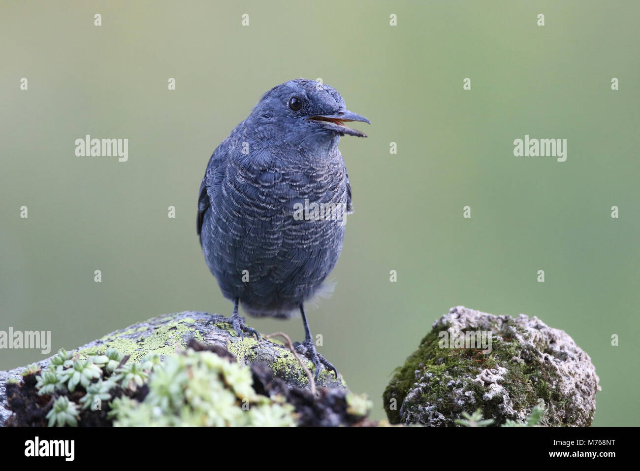 blue rock thrush Stock Photo - Alamy