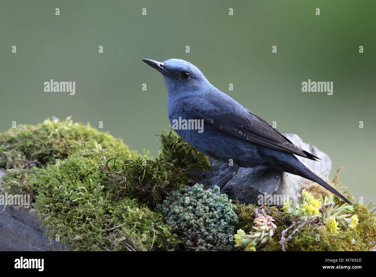 blue rock thrush Stock Photo - Alamy