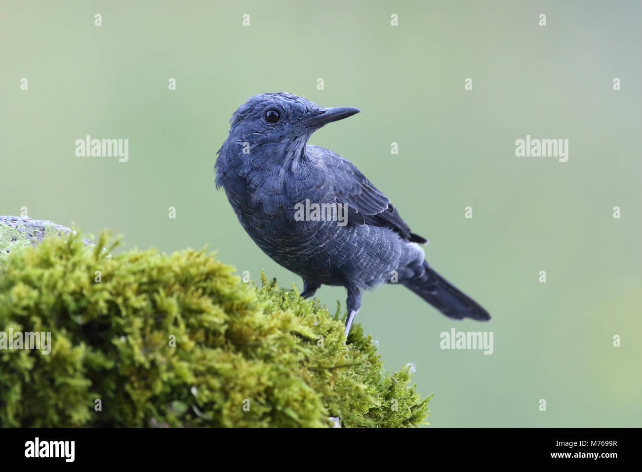 blue rock thrush Stock Photo - Alamy