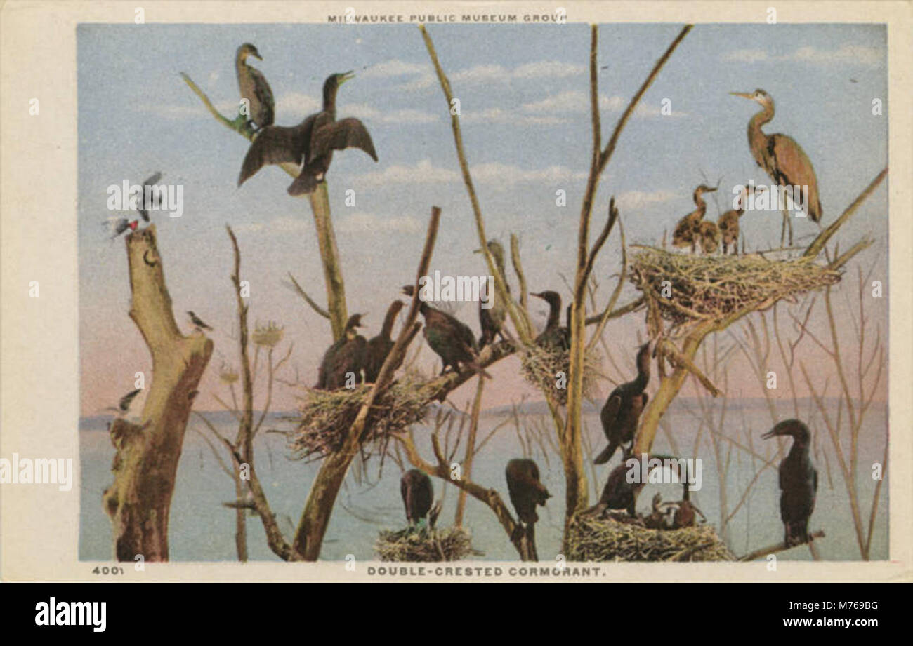 This miniature model of a double-crested cormorant, displayed at the ...