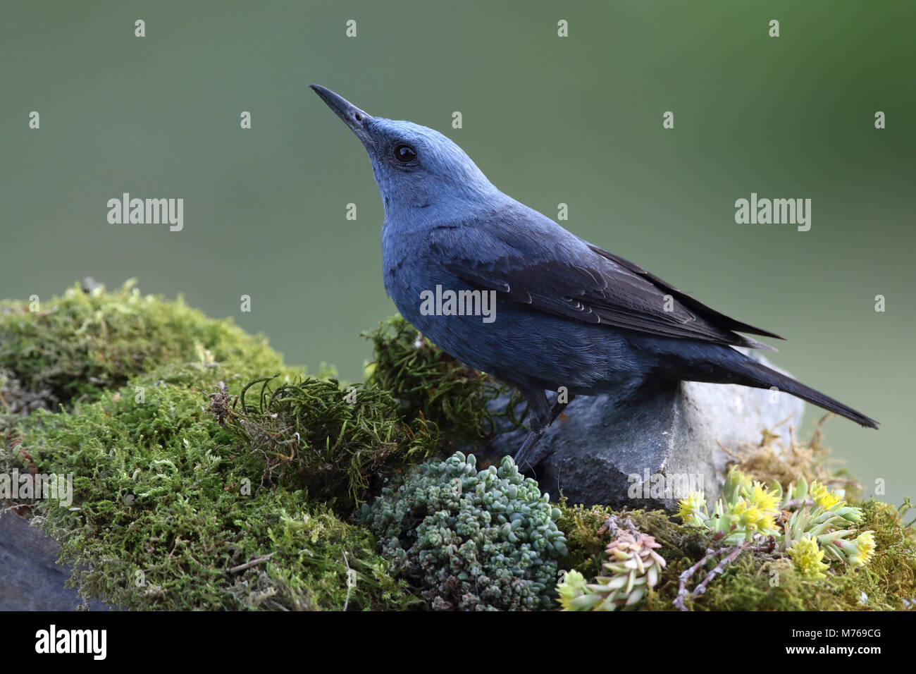blue rock thrush Stock Photo - Alamy