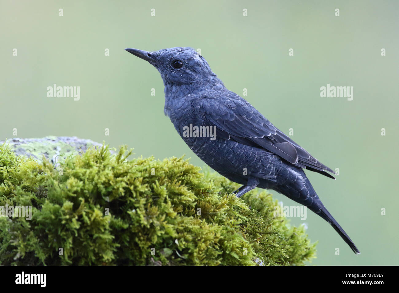 blue rock thrush Stock Photo - Alamy