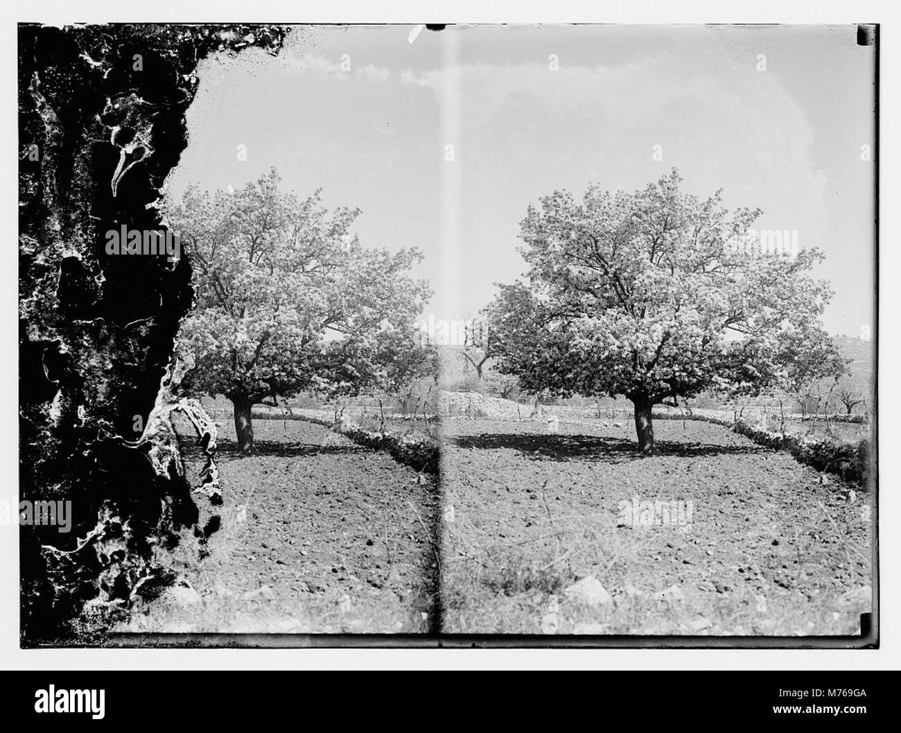 Fauna variety Black and White Stock Photos & Images - Alamy