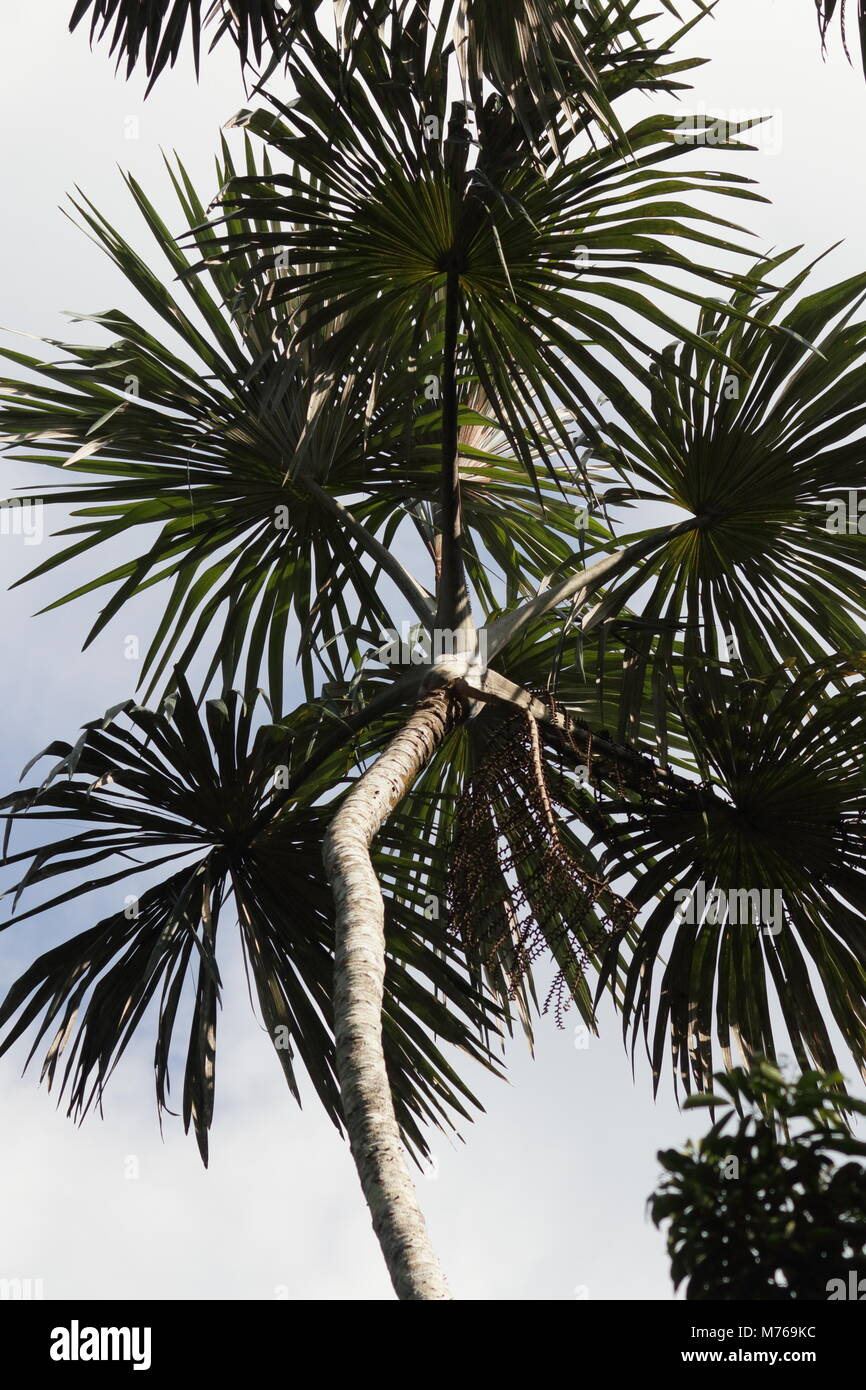 Palm of the nero river hi-res stock photography and images - Alamy