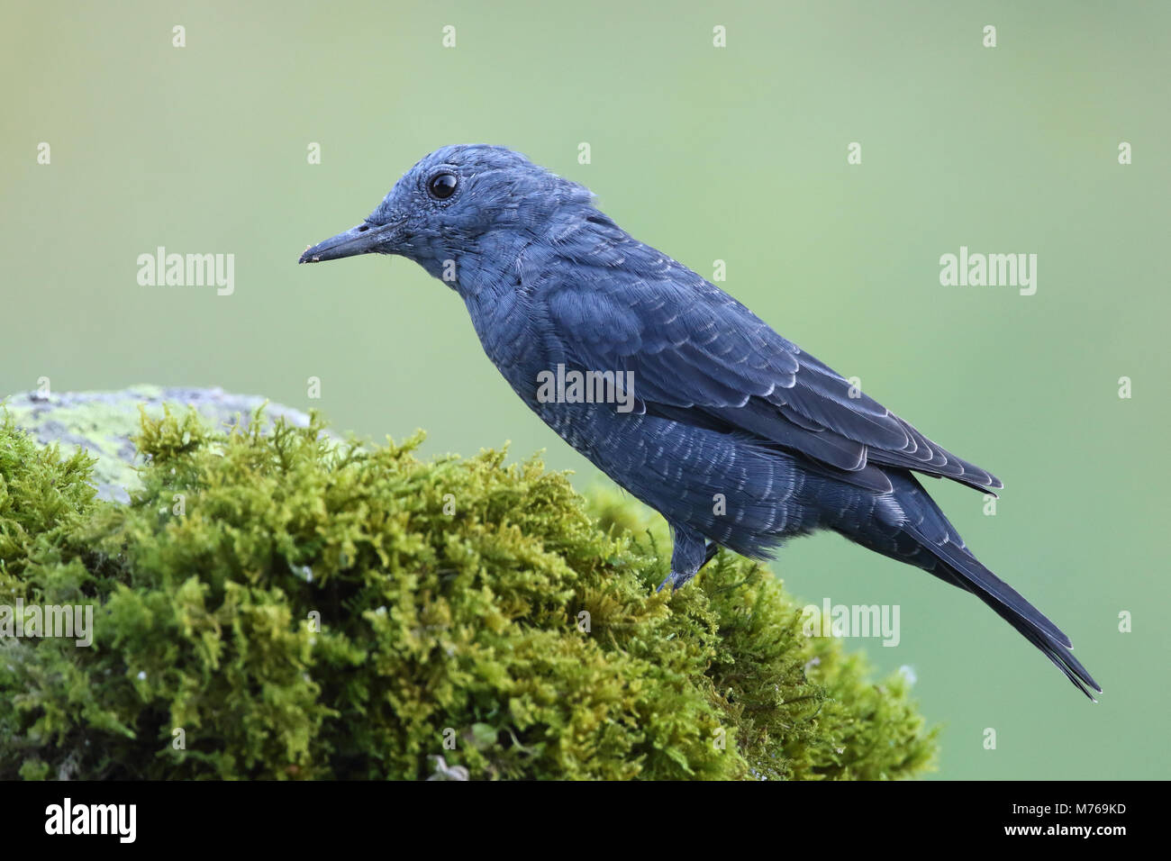 blue rock thrush Stock Photo - Alamy