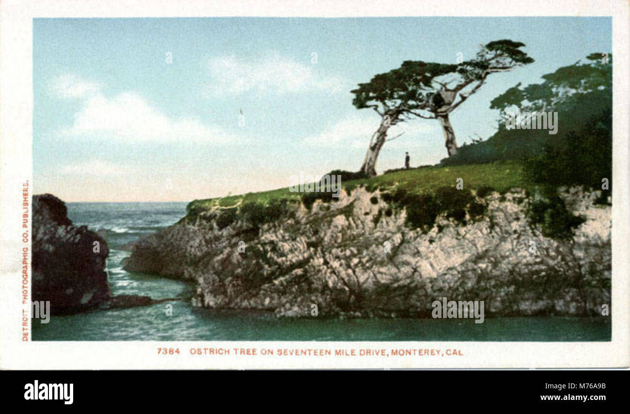 This photograph shows the Ostrich Tree along the famous Seventeen Mile ...