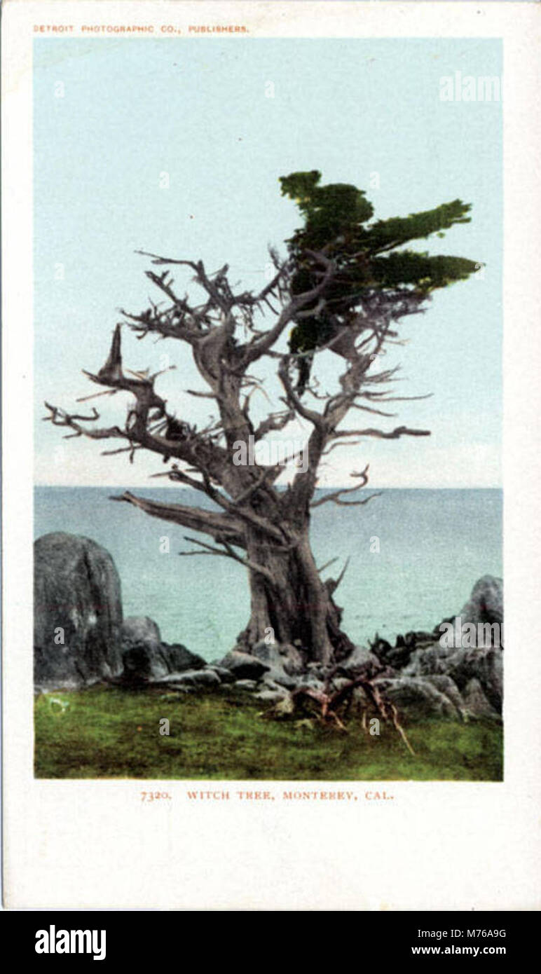 A historical photograph of the Witch Tree in Monterey, California. This ...
