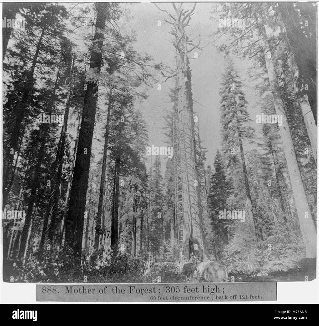 Tree measuring Black and White Stock Photos & Images - Alamy