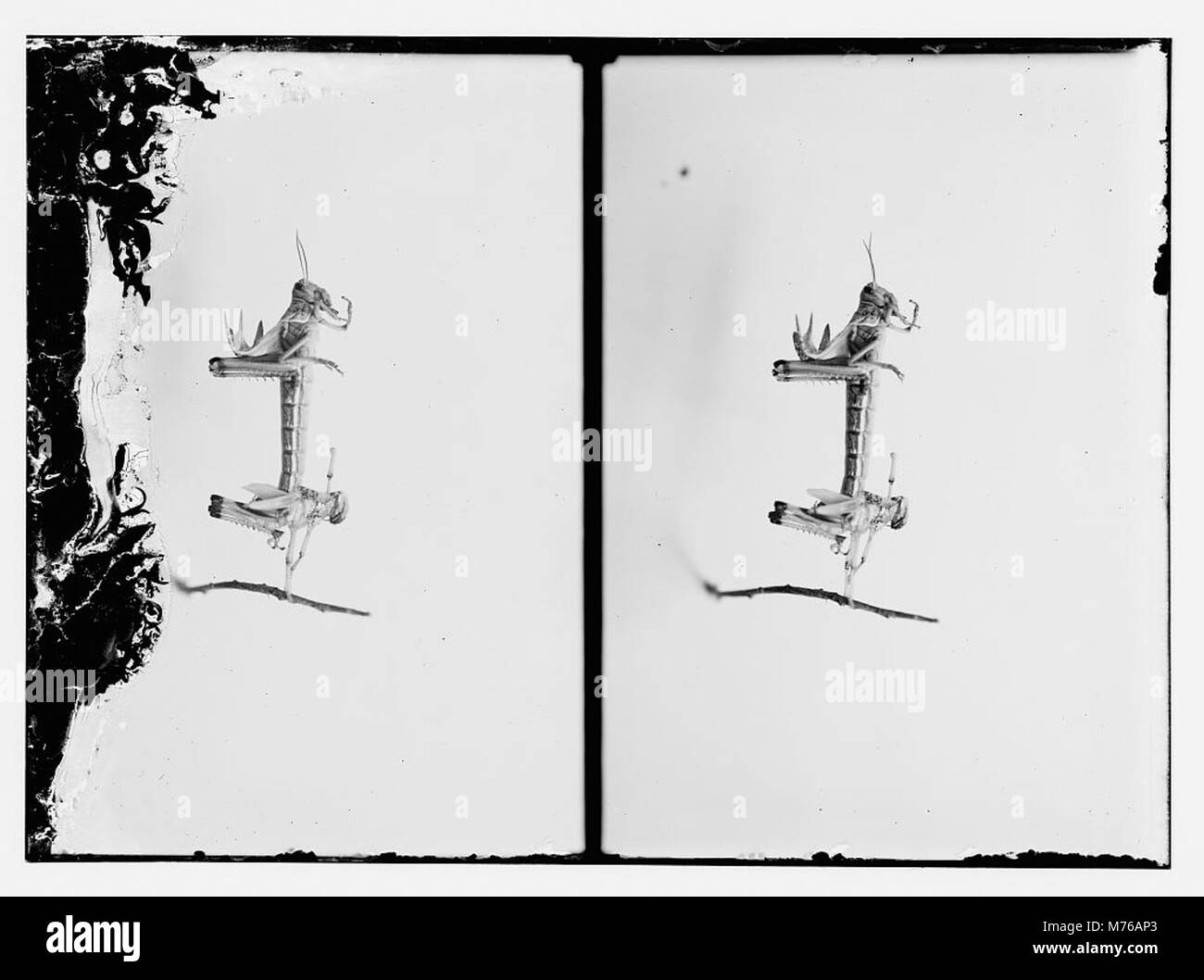 Photograph of a moulting locust, showcasing the insect’s life cycle ...