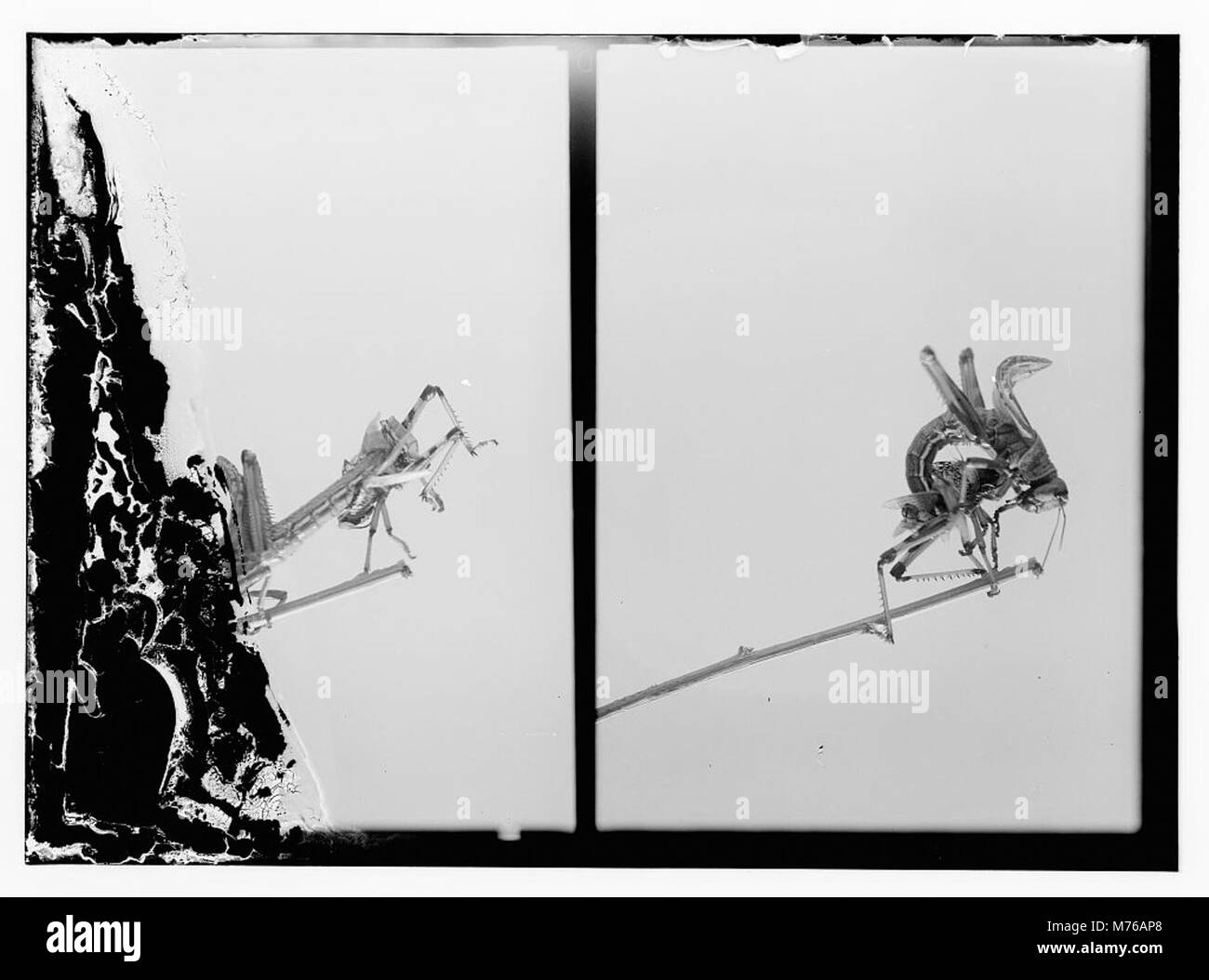 Showing exoskeleton Black and White Stock Photos & Images - Alamy