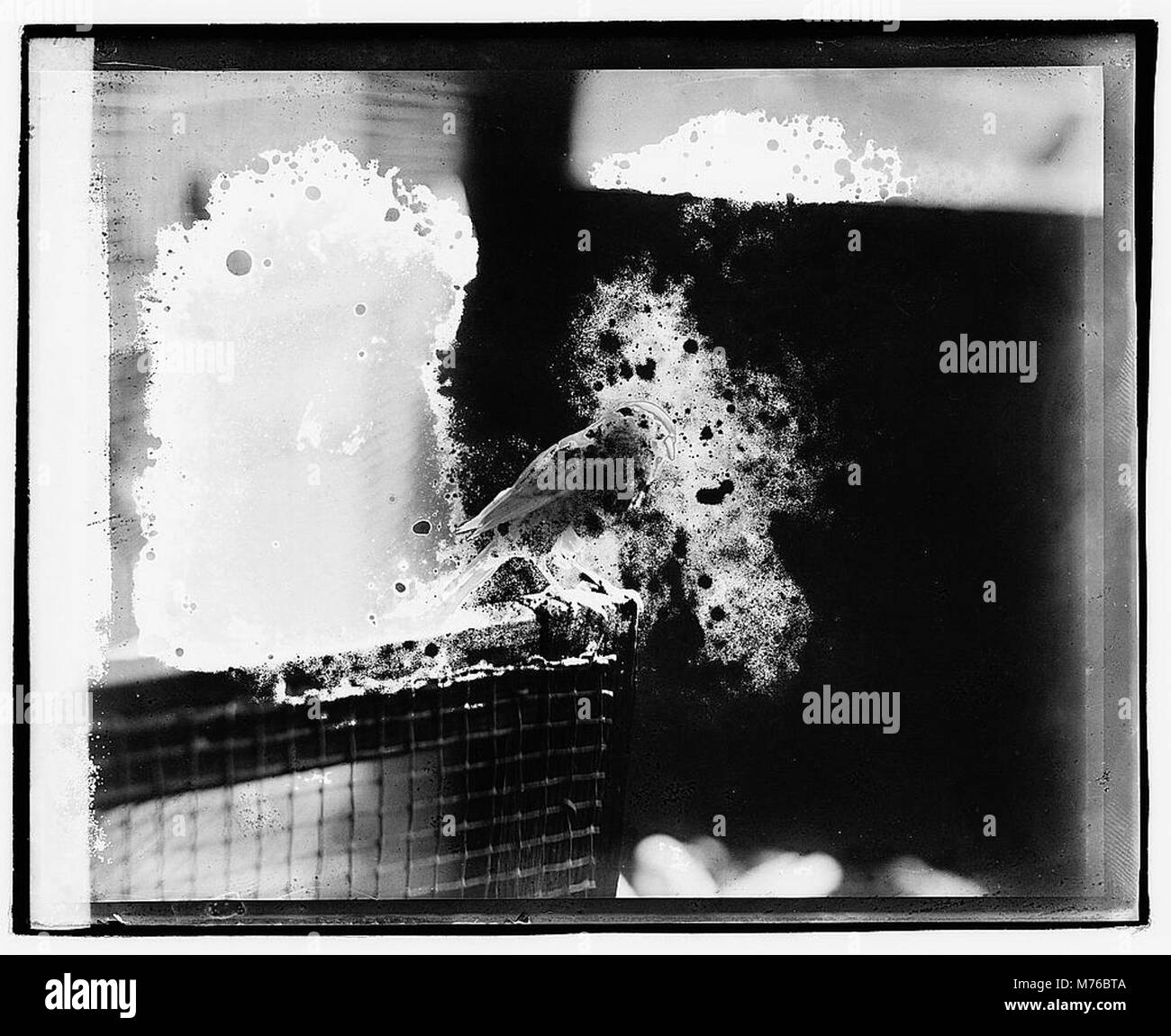 Canary old Black and White Stock Photos & Images - Alamy