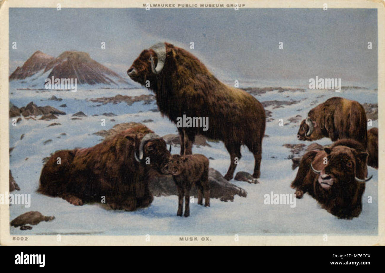 A display of a musk ox at the Milwaukee Public Museum, showcasing the ...