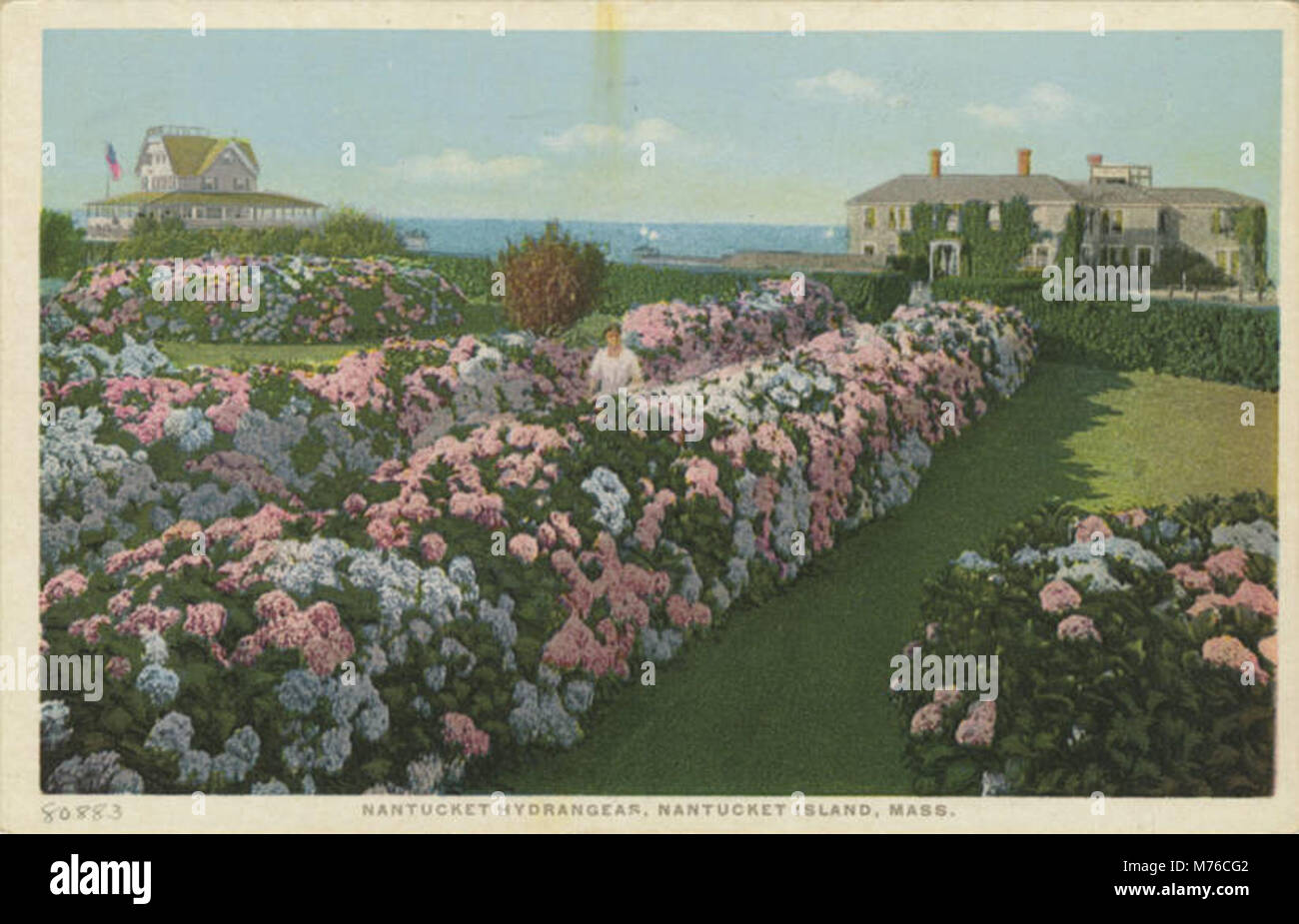 A photograph capturing the beautiful hydrangeas on Nantucket Island ...