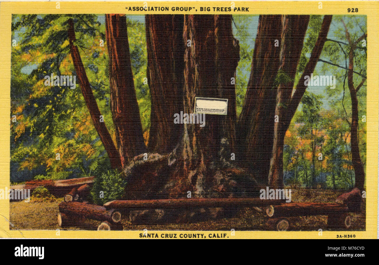The Association Group Big Trees Park is featured in this photograph ...