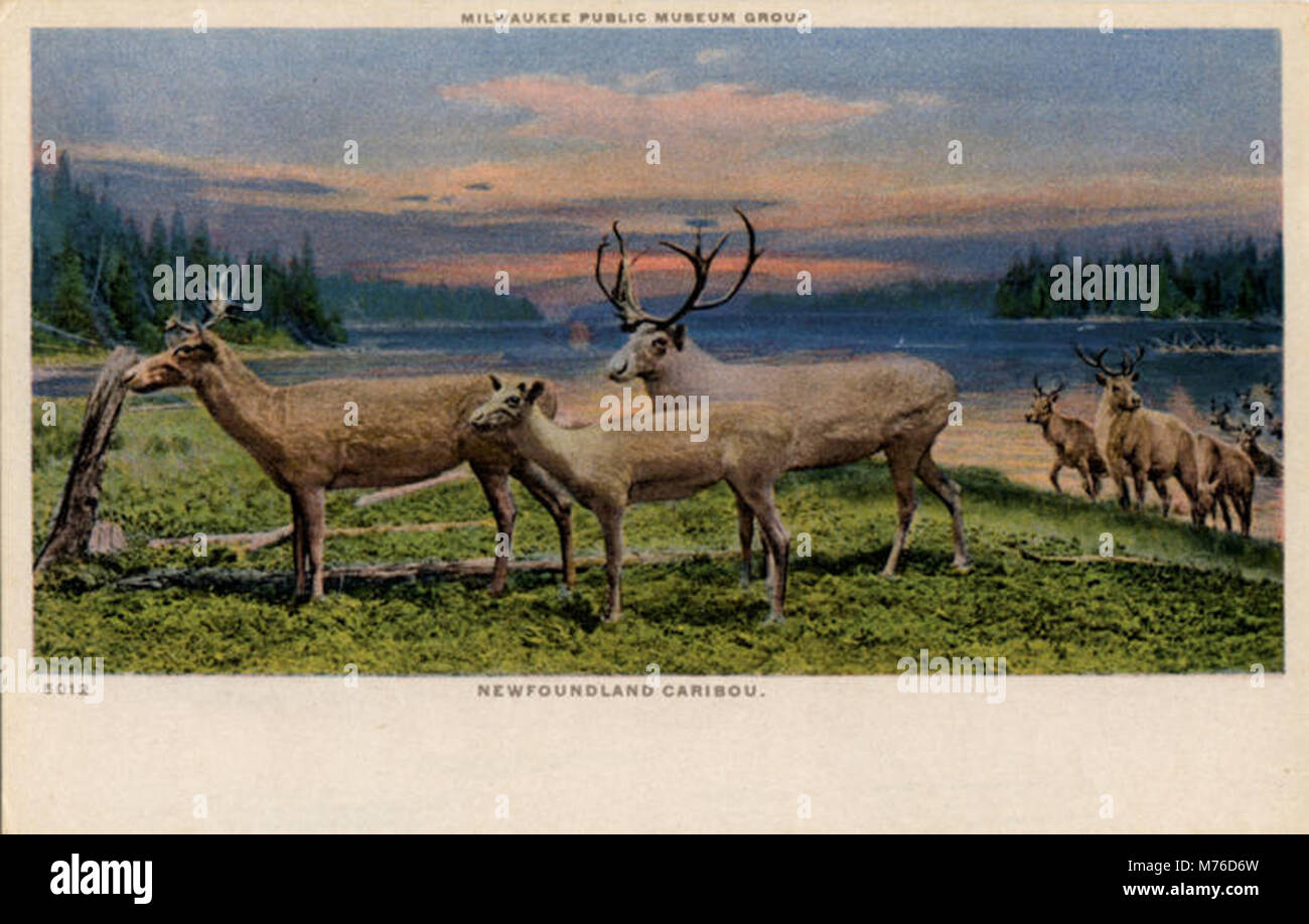 A specimen of the Newfoundland Caribou on display at the Milwaukee ...
