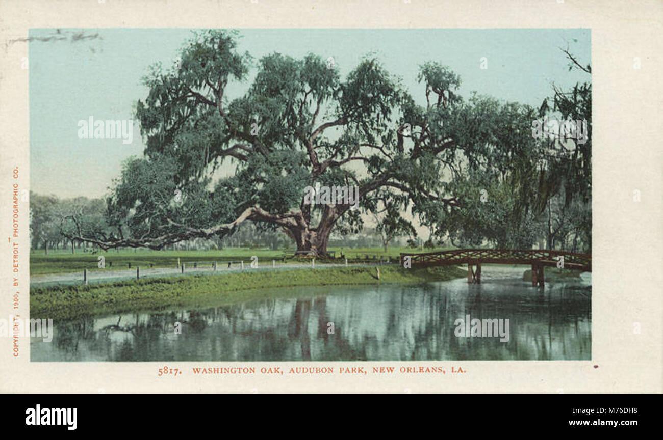 A photograph of the Washington Oak in Audubon Park, New Orleans ...