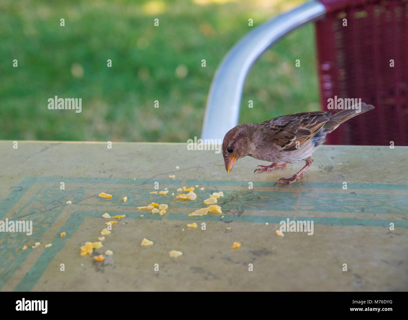 Sparrow terrace hi-res stock photography and images - Alamy