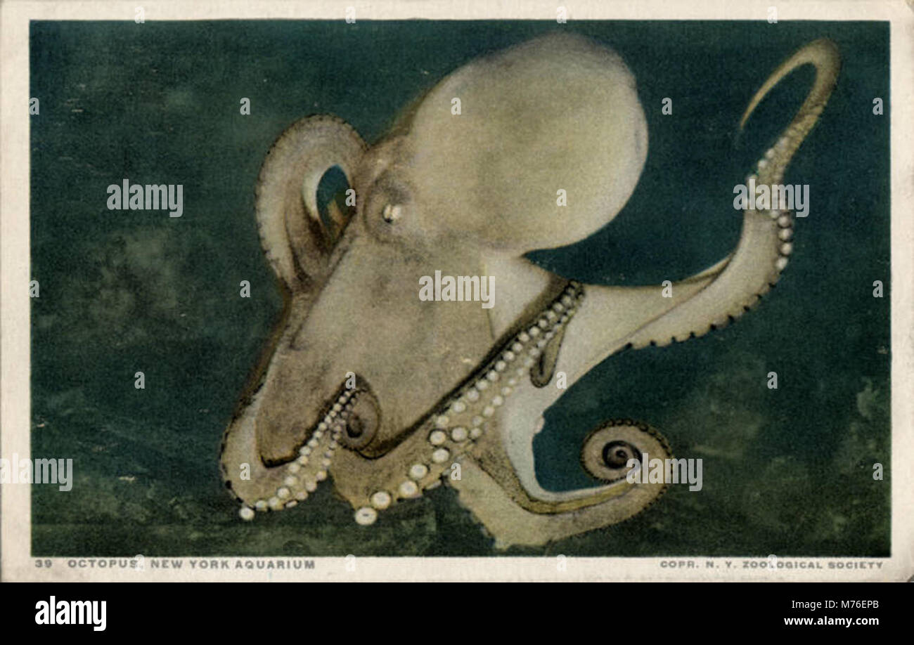A photograph of an octopus housed in the New York Aquarium, part of the ...