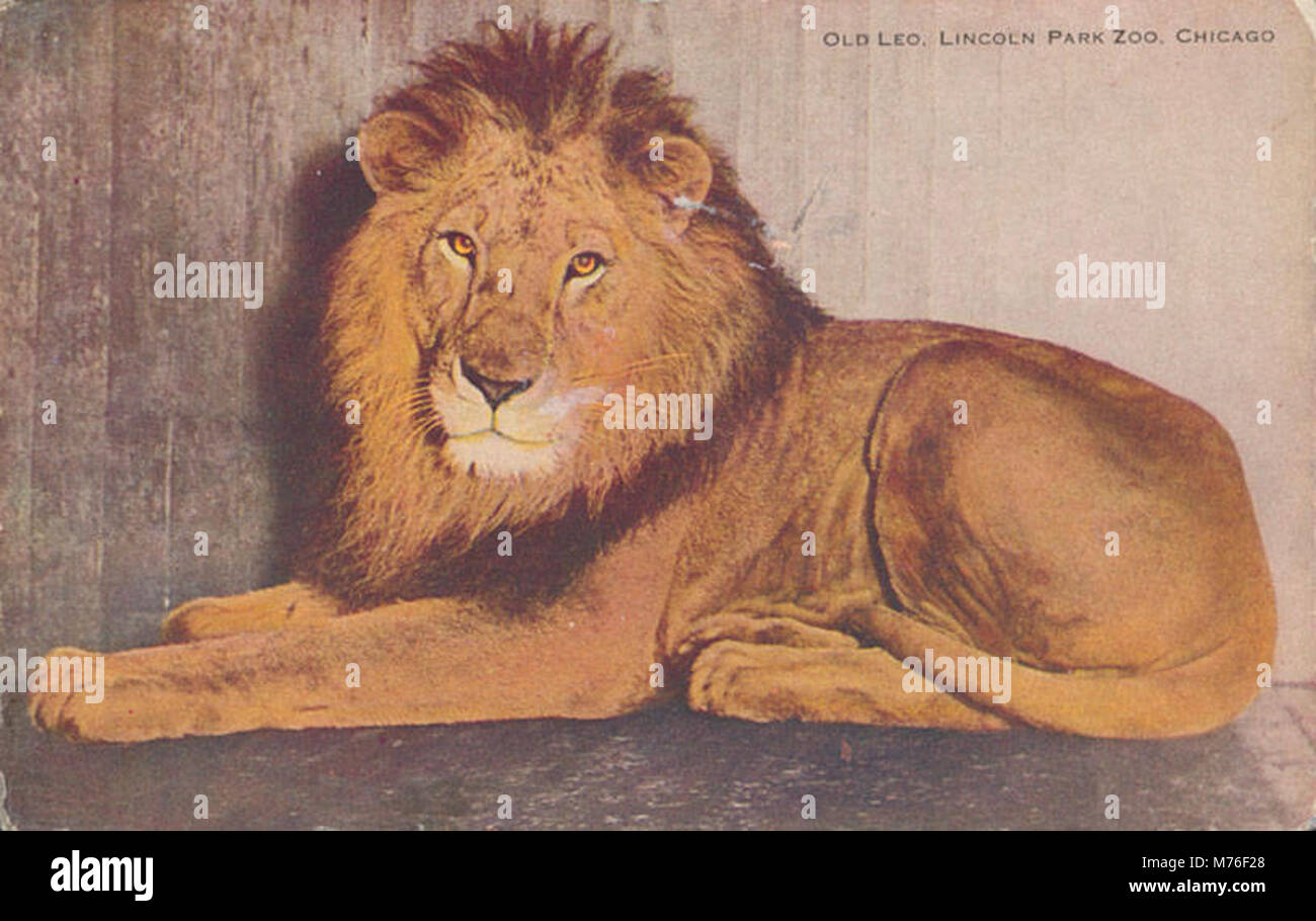 Image of Old Leo, the lion at Lincoln Park Zoo in Chicago, a well-known ...