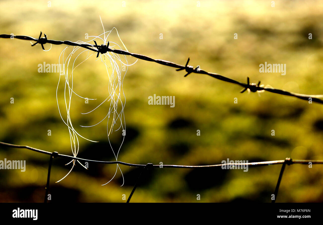 Old fence for sheeps hi-res stock photography and images - Alamy