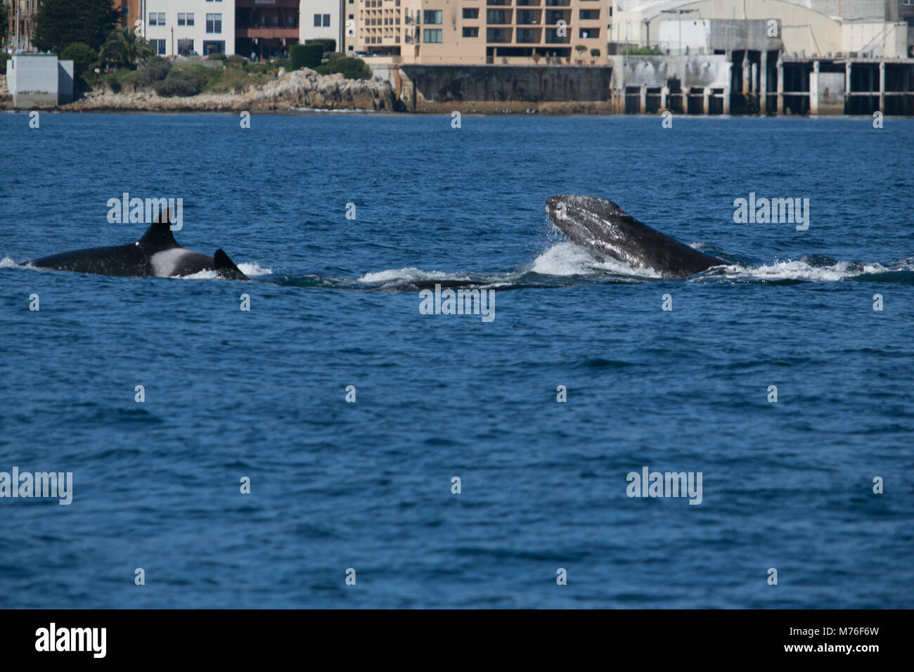 Grey whale hi-res stock photography and images - Alamy