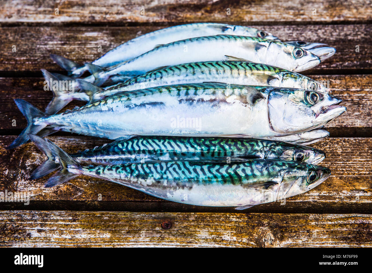 Cornish Mackerel Stock Photos & Cornish Mackerel Stock Images - Alamy