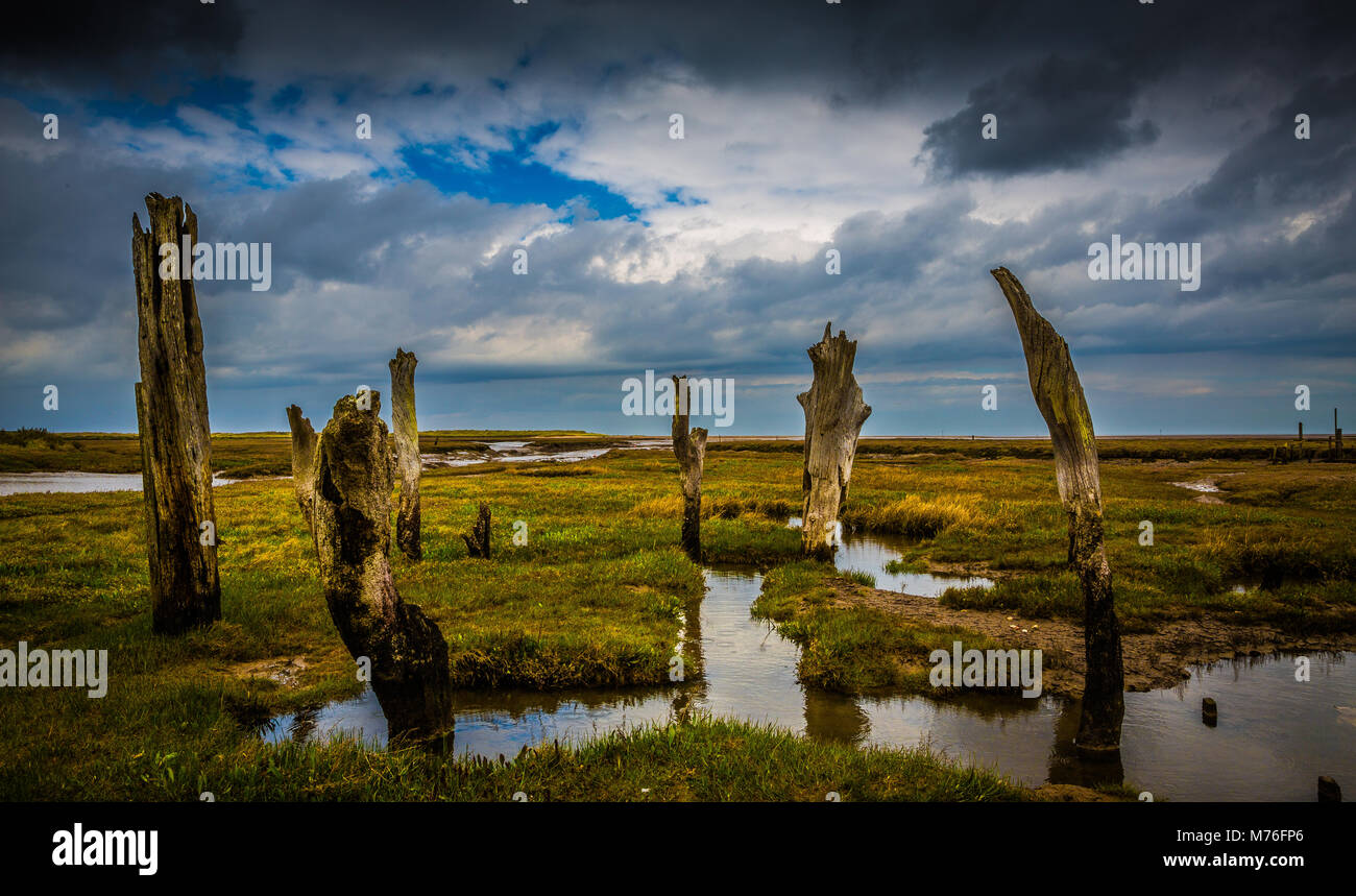 Norfolk coast marshland, with stormy sky and ancient timbers rising out ...