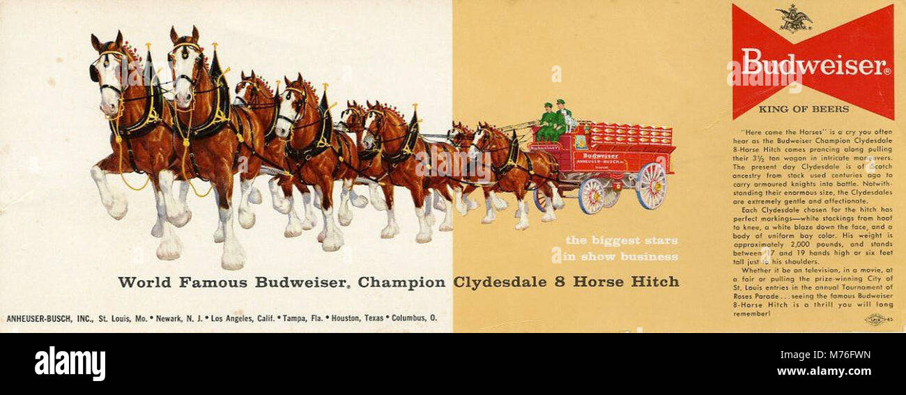 Oversize, Budweiser King of Beers (NBY 1450 Stock Photo - Alamy