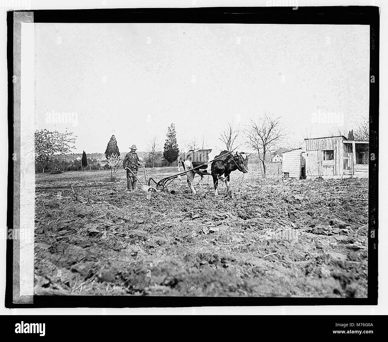 Pulling plow ox hi-res stock photography and images - Alamy