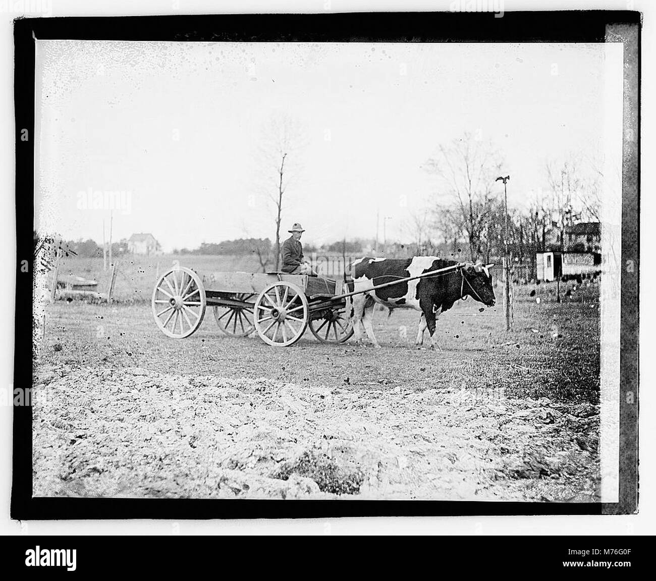 This image shows an ox pulling a wagon, demonstrating traditional ...